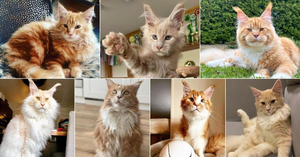 21 Gold Maine Coon Cats That You'll Love - MaineCoon.org