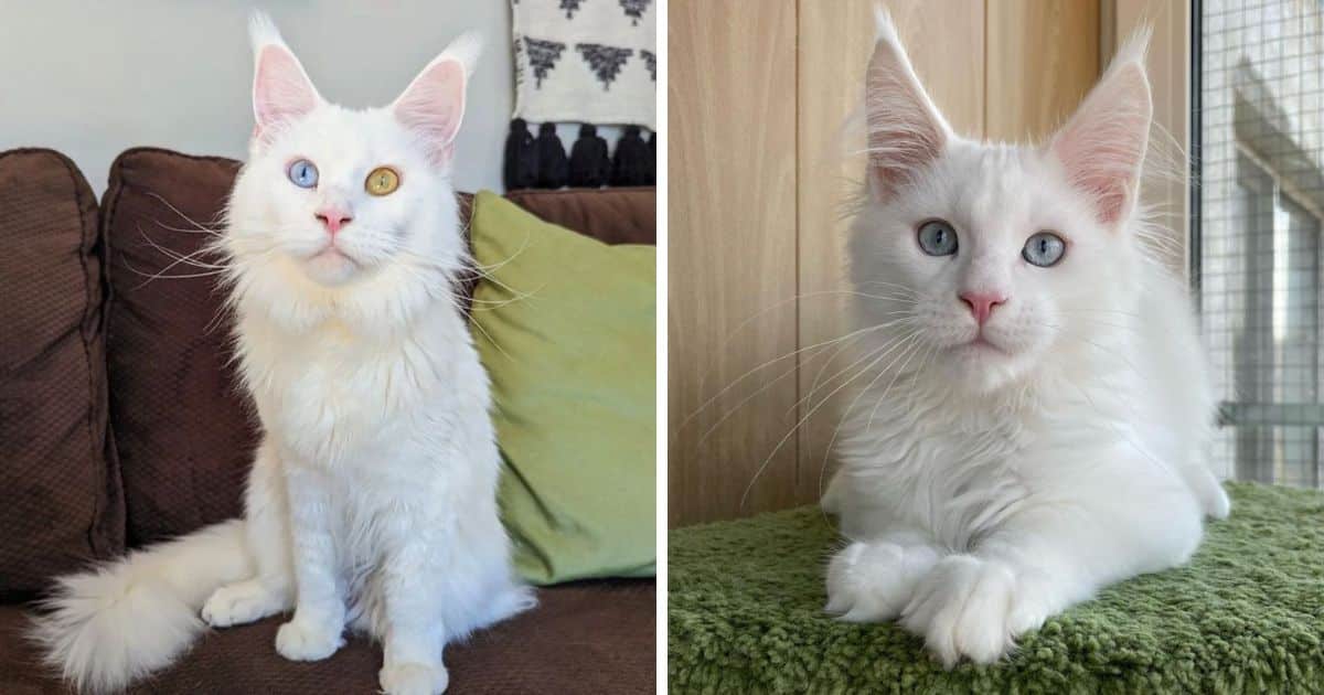 26 Beautiful White Maine Coon Cats (Instagram Famous)