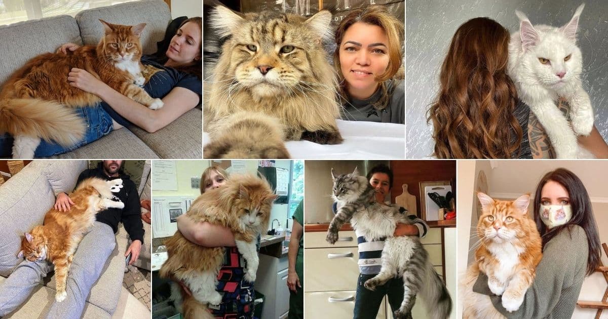 27 Maine Coon Cat Photos That Make Your Cat Look Miniature - MaineCoon.org