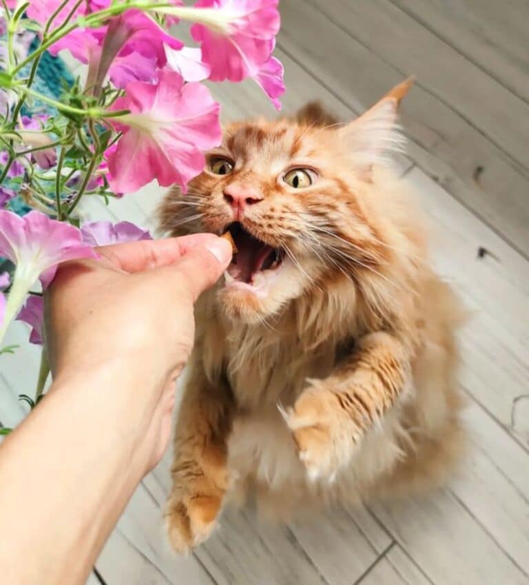 21 Red Maine Coon Cats You’ll Want To Adopt - MaineCoon.org