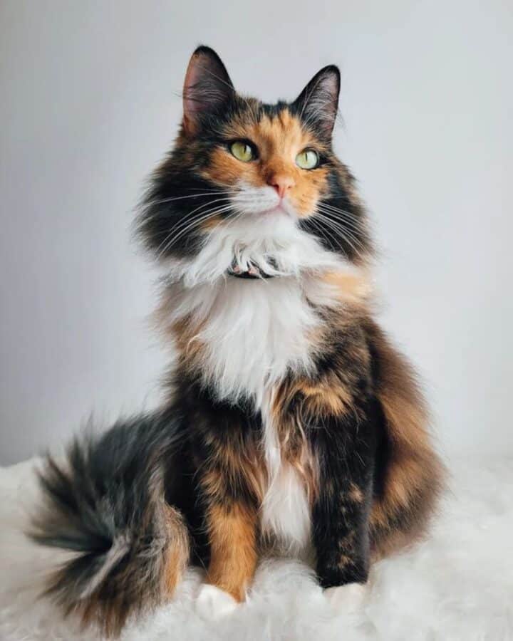 11 Rare Colored Maine Coon Cats (Instagram Famous) - MaineCoon.org