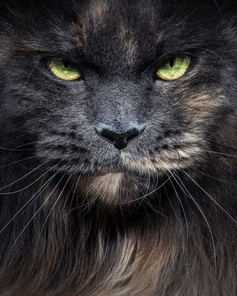 9 Big Maine Coon Cats with Human Faces (Insta-Famous) - MaineCoon.org