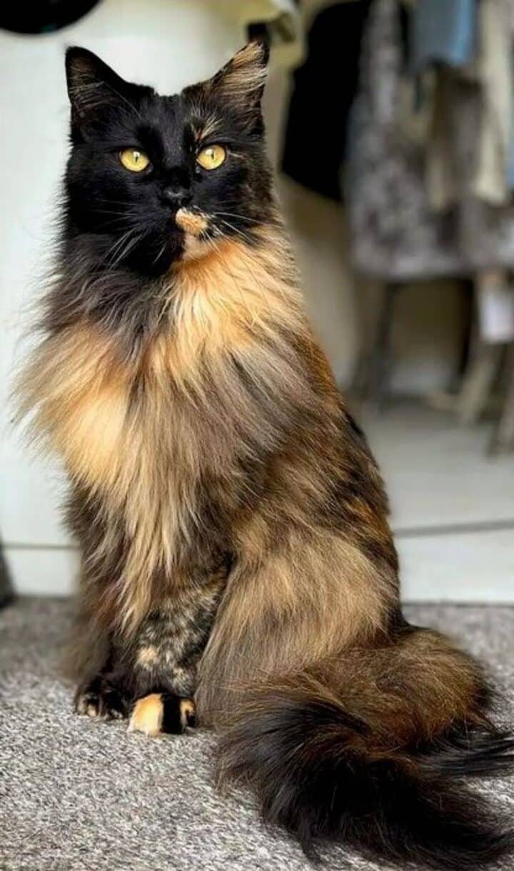 33 Tortie Maine Coons You’ll Want To Adopt - MaineCoon.org