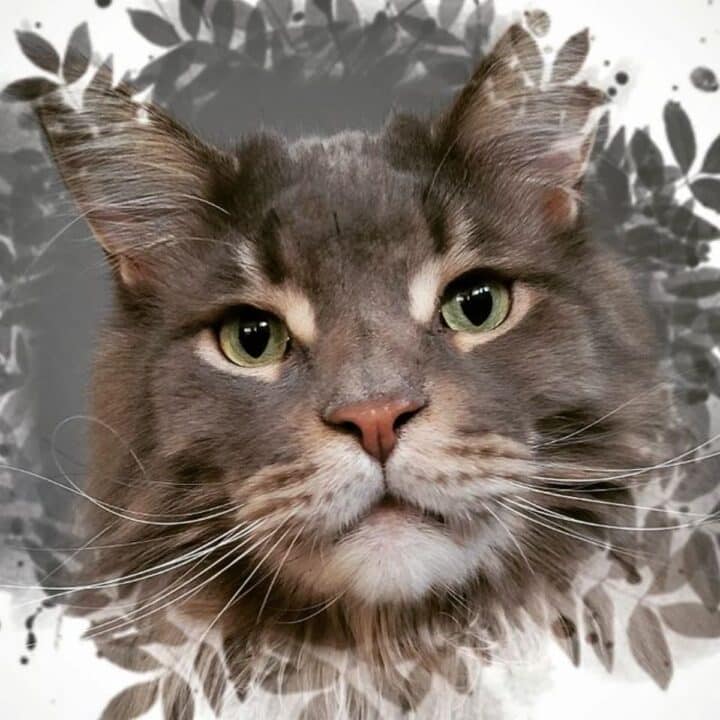 21 Gray Maine Coon Cats You’ll Love - MaineCoon.org