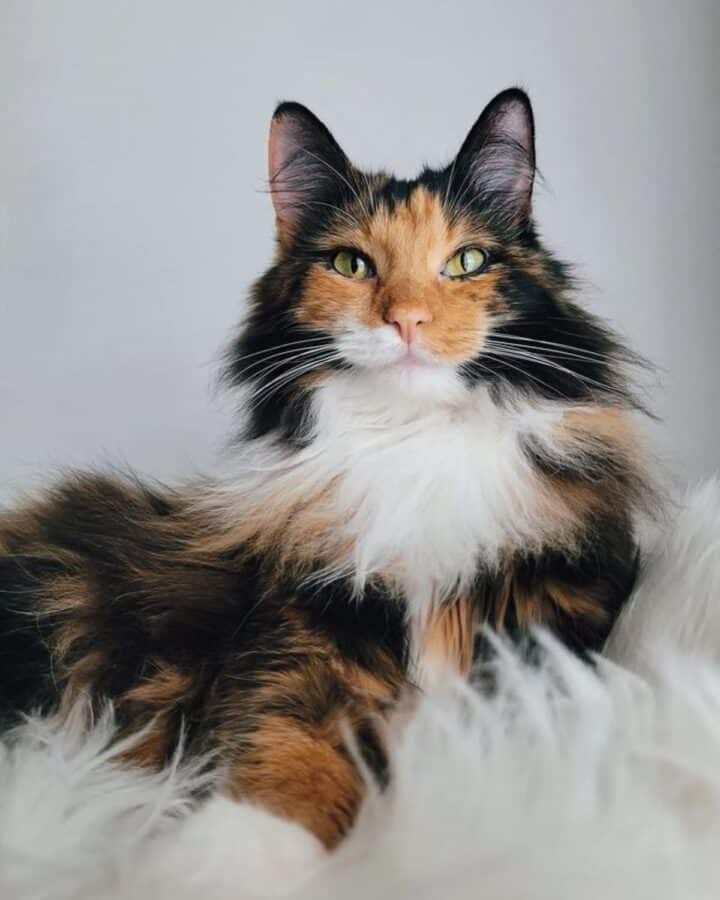 27 Orange Maine Coon Cats You'll Want to Adopt - MaineCoon.org