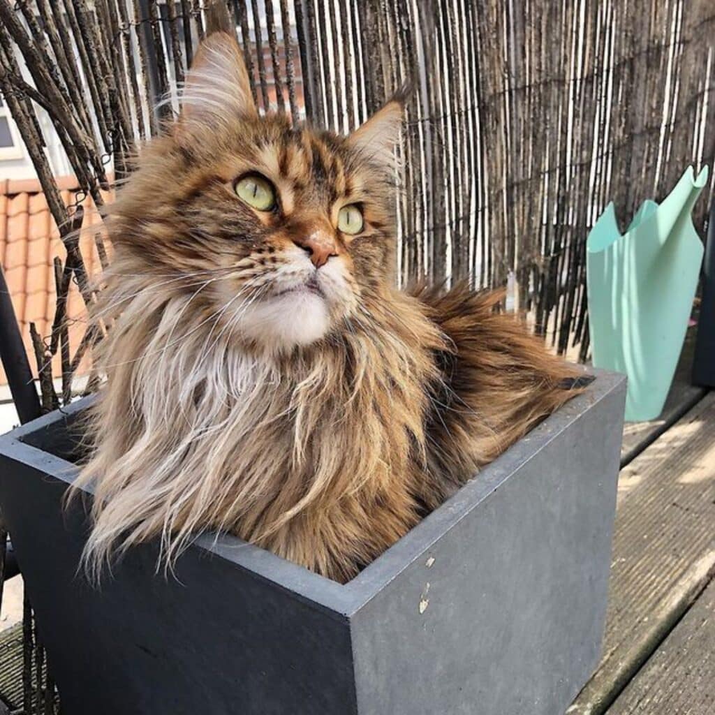 31 Calico Maine Coon Cats That Deserve An "Awww" - MaineCoon.org