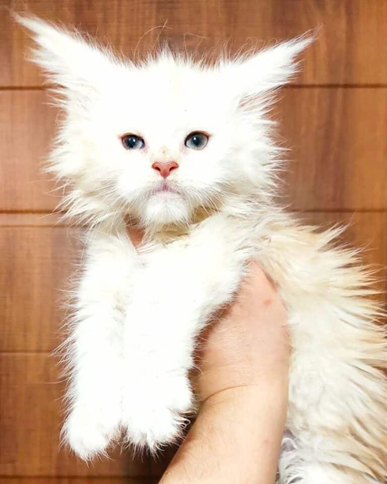 17 Unique Maine Coons With Blue Eyes - MaineCoon.org