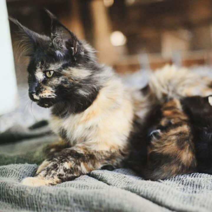33 Tortie Maine Coons You’ll Want To Adopt - MaineCoon.org