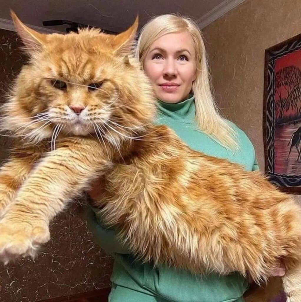 27 Orange Maine Coon Cats You'll Want to Adopt - MaineCoon.org 27 Orange Maine Coon Cats You'll Want to Adopt - MaineCoon.org