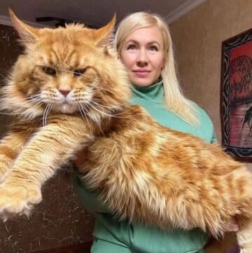 27 Orange Maine Coon Cats You'll Want to Adopt - MaineCoon.org