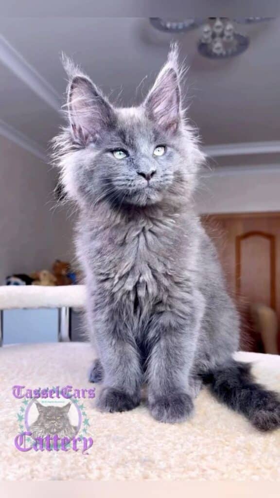 17 Maine Coon Cats With Green Eyes (Majestic Photos) - MaineCoon.org