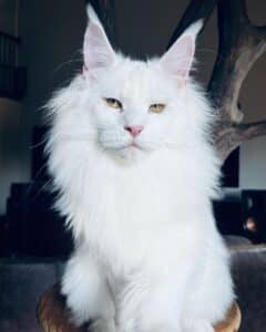 9 Big Maine Coon Cats with Human Faces (Insta-Famous) - MaineCoon.org