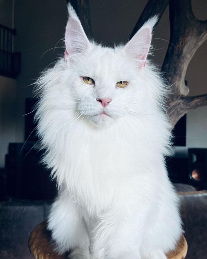 9 Big Maine Coon Cats with Human Faces (Insta-Famous) - MaineCoon.org