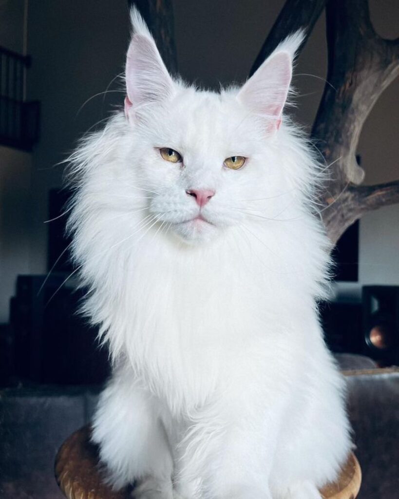 9 Big Maine Coon Cats with Human Faces (Insta-Famous) - MaineCoon.org