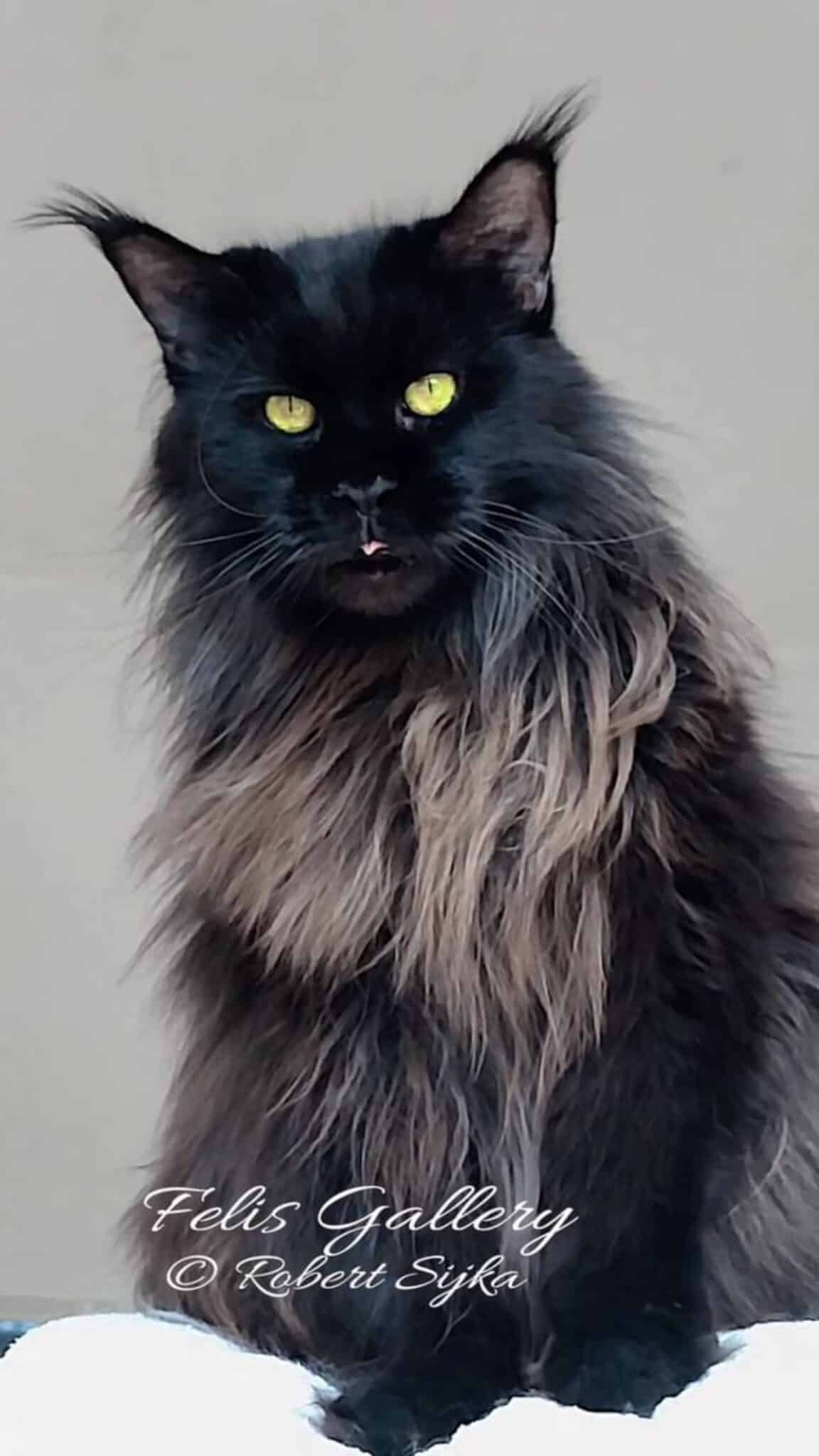 17 Maine Coon Cats With Green Eyes (Majestic Photos) - MaineCoon.org