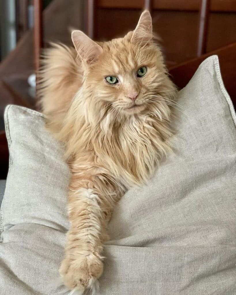 21 Gold Maine Coon Cats That You'll Love - MaineCoon.org