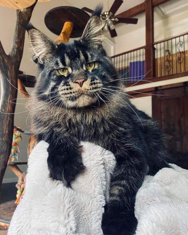 9 Big Maine Coon Cats with Human Faces (Insta-Famous) - MaineCoon.org