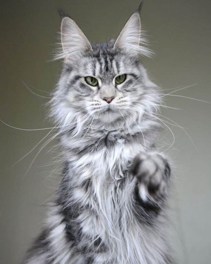21 Gray Maine Coon Cats You’ll Love - MaineCoon.org