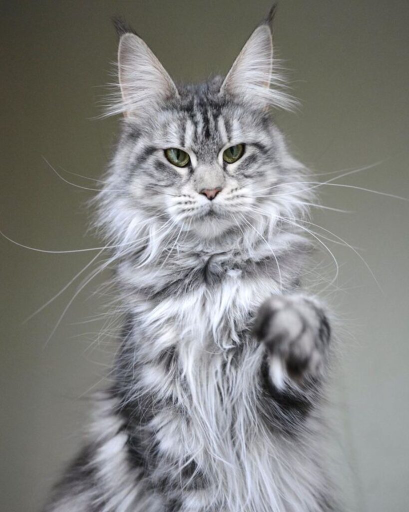 21 Gray Maine Coon Cats You’ll Love - MaineCoon.org