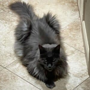 9 Big Maine Coon Cats with Human Faces (Insta-Famous) - MaineCoon.org