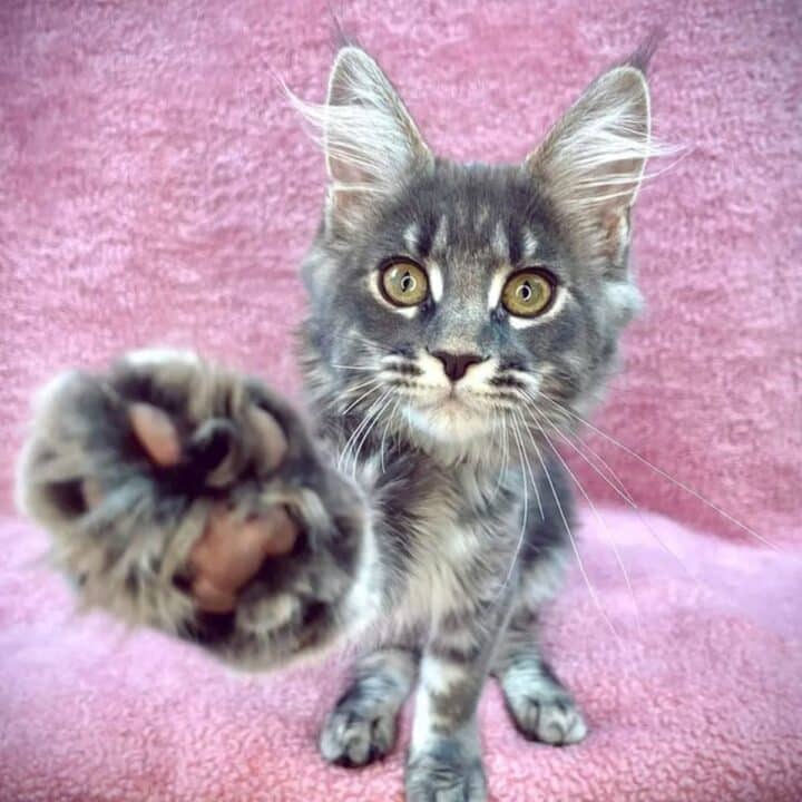 21 Blue Tabby Maine Coon Cats You’ll Want to Adopt - MaineCoon.org
