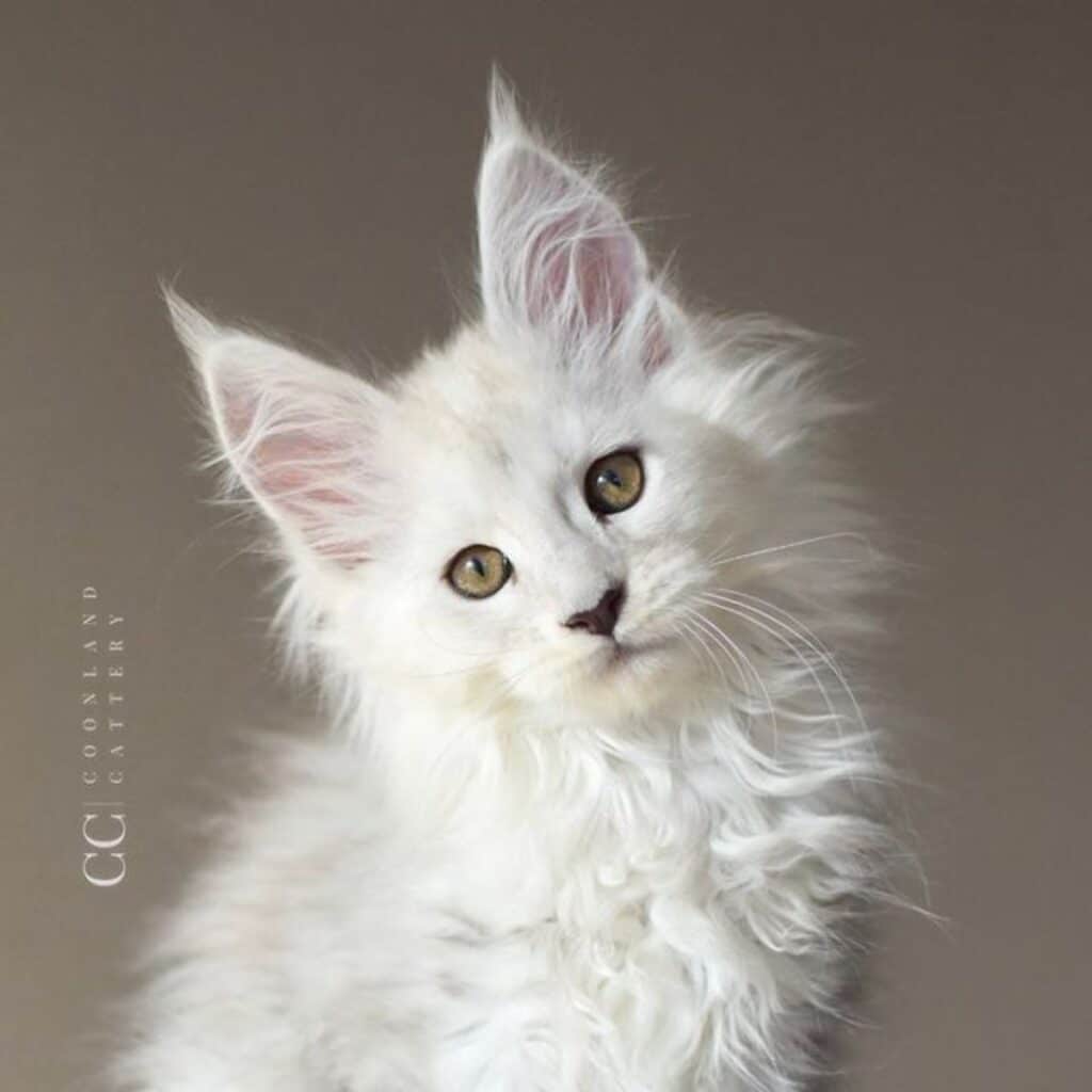 17 Maine Coon Cats With Green Eyes (Majestic Photos) - MaineCoon.org