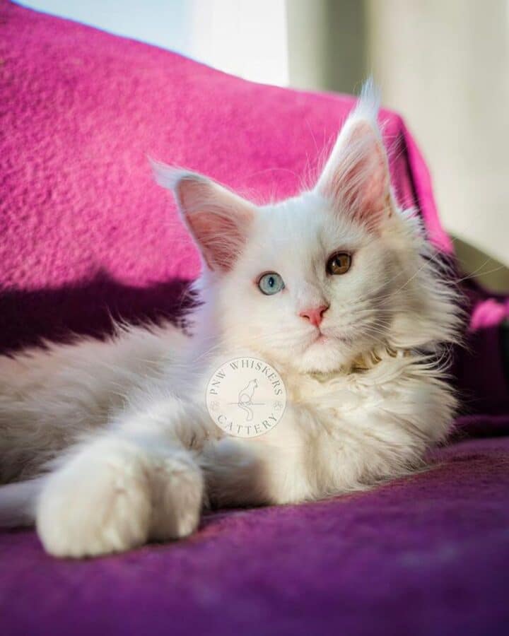 17 Unique Maine Coons With Blue Eyes - MaineCoon.org