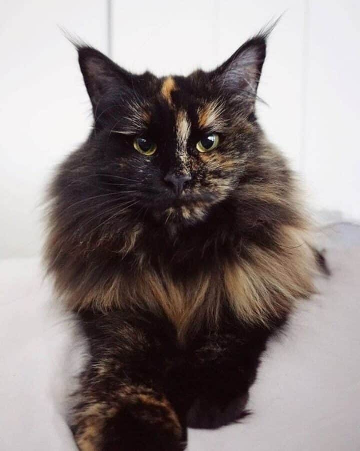 33 Tortie Maine Coons You’ll Want To Adopt - MaineCoon.org 33 Tortie Maine Coons You’ll Want To Adopt - MaineCoon.org