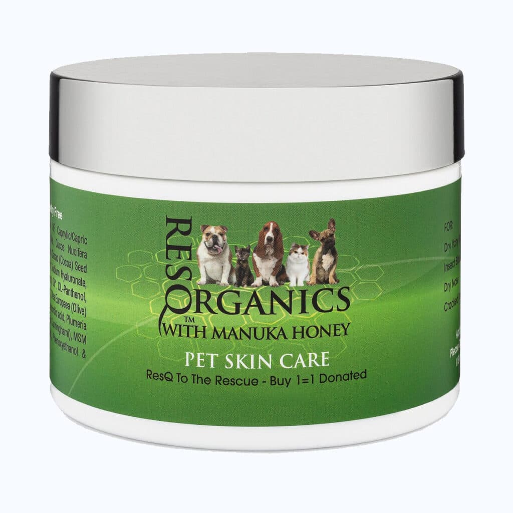 Top 5 Natural Antibiotics for Cats - MaineCoon.org