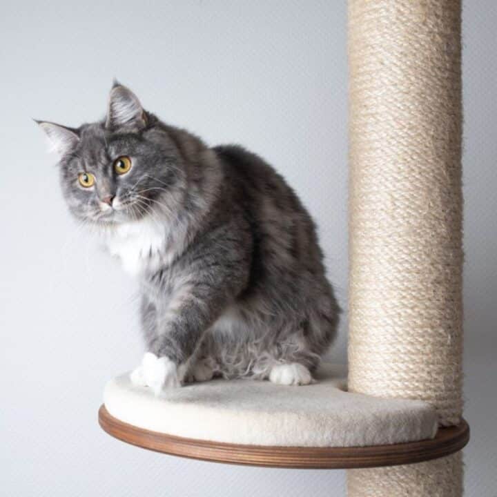 7 Reasons Maine Coons Chirp (According to Vets) - MaineCoon.org