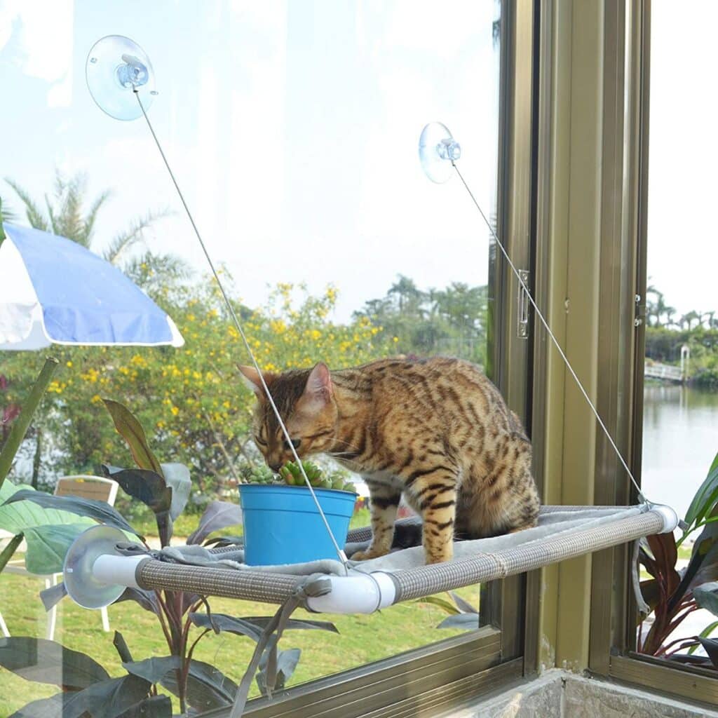 11 Cat Window Perches Your Cat Will Love - MaineCoon.org