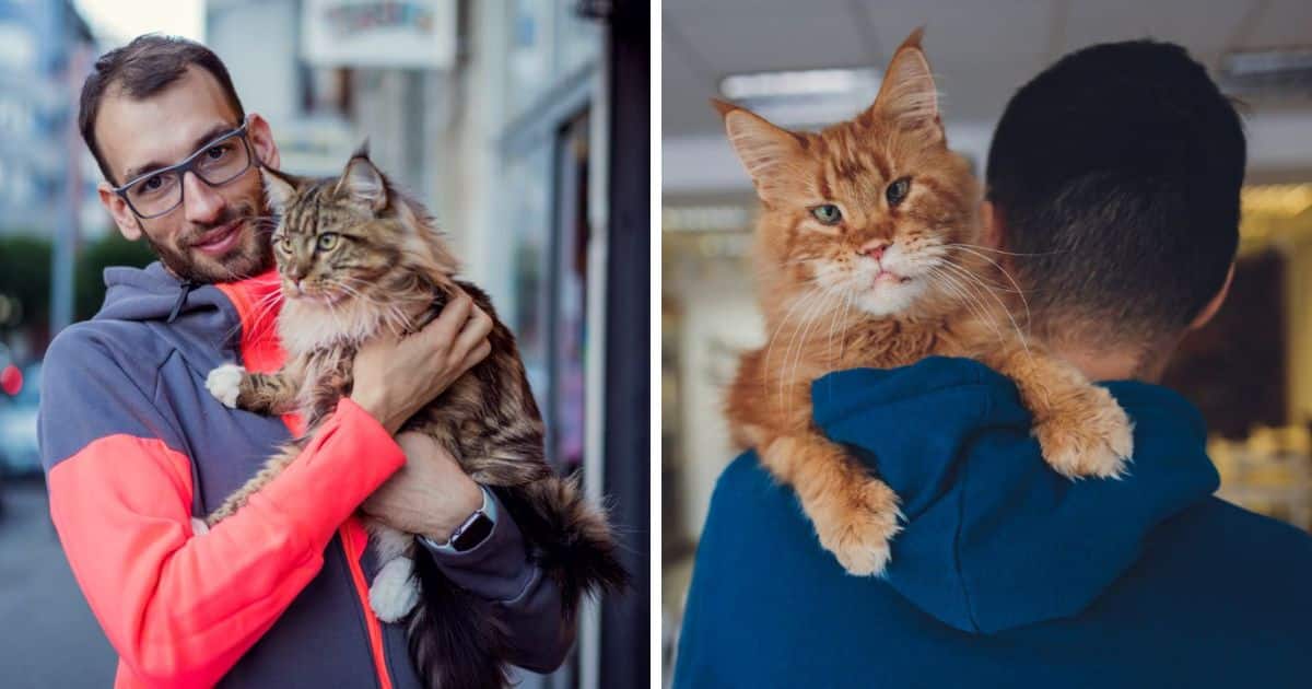11 Gift Ideas for the World's Best Cat Dad (Unique) - MaineCoon.org