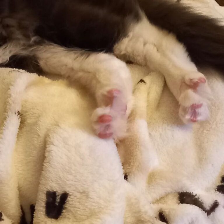 21 Heart-Melting Photos of Maine Coon Kitten Paws