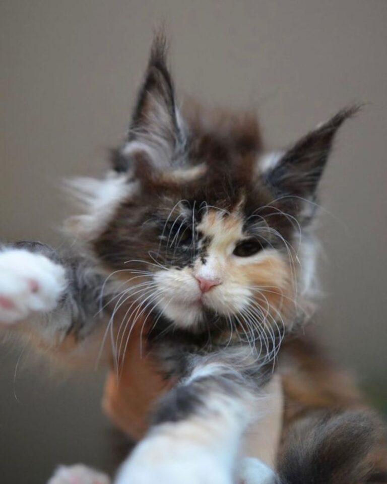 17 Photos of Heart-Melting Maine Coon Newborn Kitties (So Tiny ...