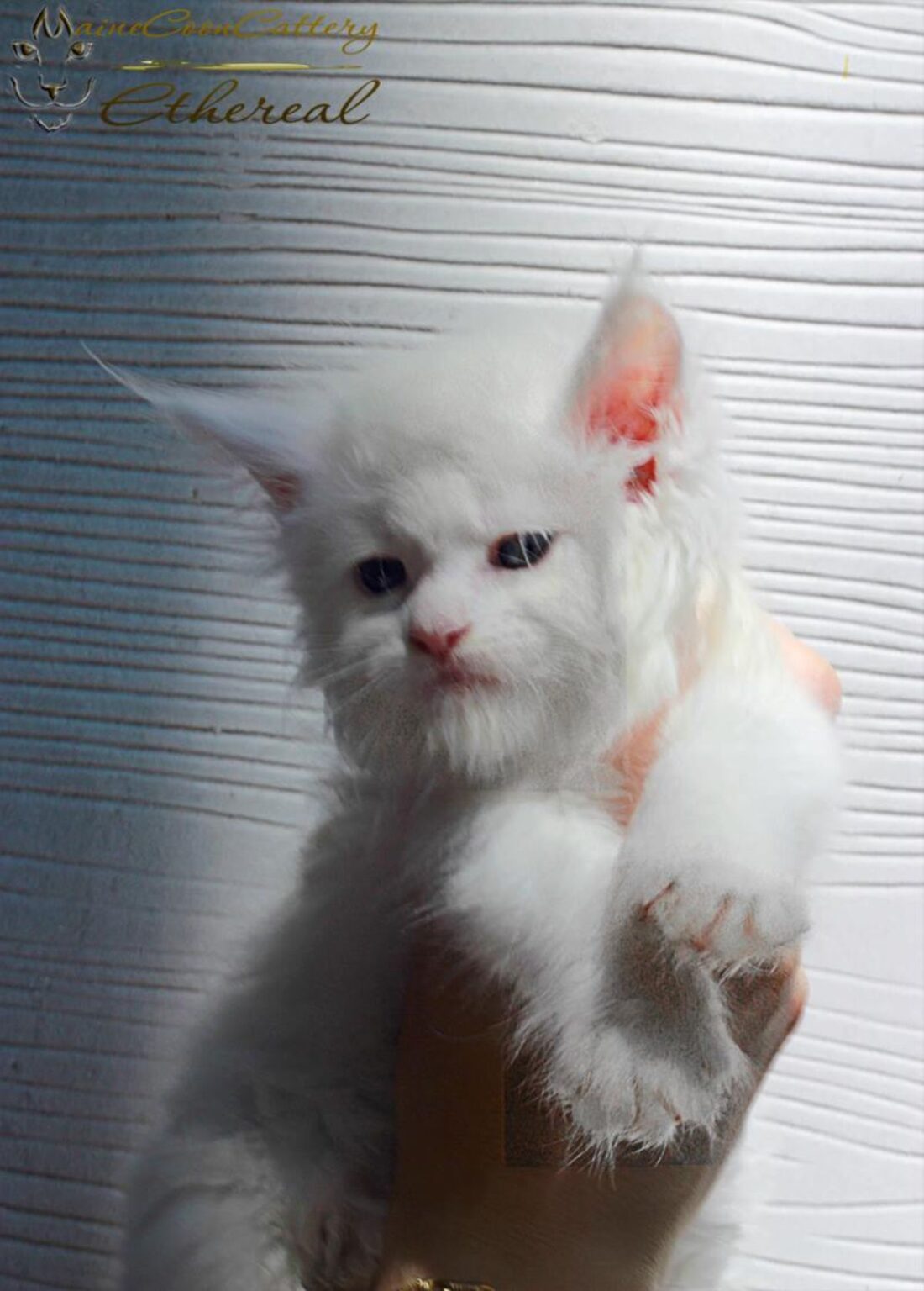 11 Baby White Maine Coons That Deserve an "Awww" - MaineCoon.org