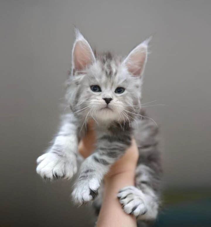 17 Photos Of Heart Melting Maine Coon Newborn Kitties So Tiny