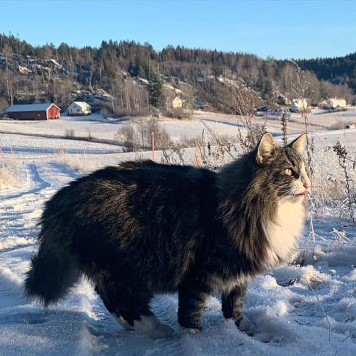 17 Gorgeous Maine Coon Cats with Neck Ruff - MaineCoon.org