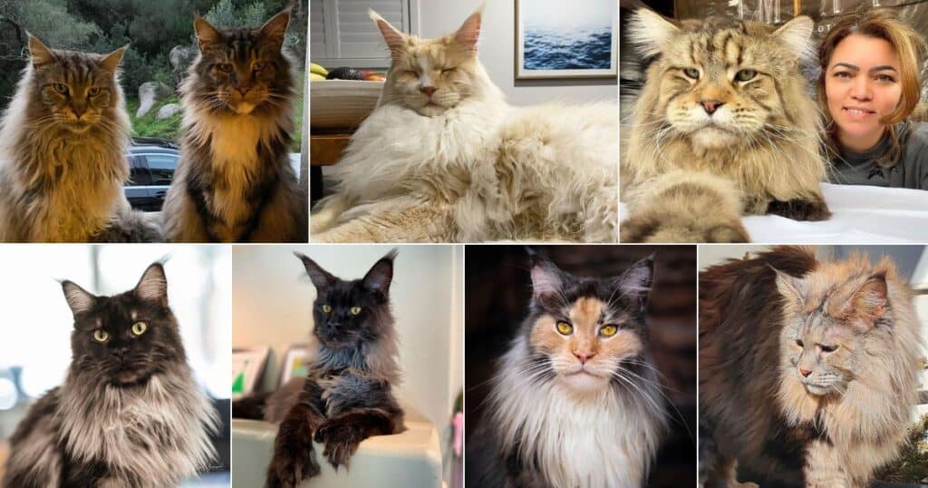 17 Gorgeous Maine Coon Cats with Neck Ruff - MaineCoon.org