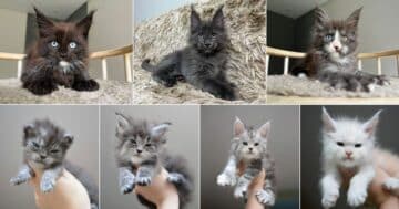 17 Photos of Heart-Melting Maine Coon Newborn Kitties (So Tiny ...