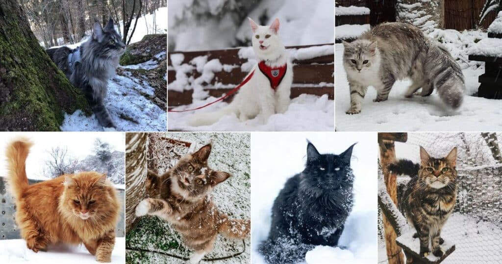 17 Photos Of Maine Coons Who Love Snow Cuteness Alert