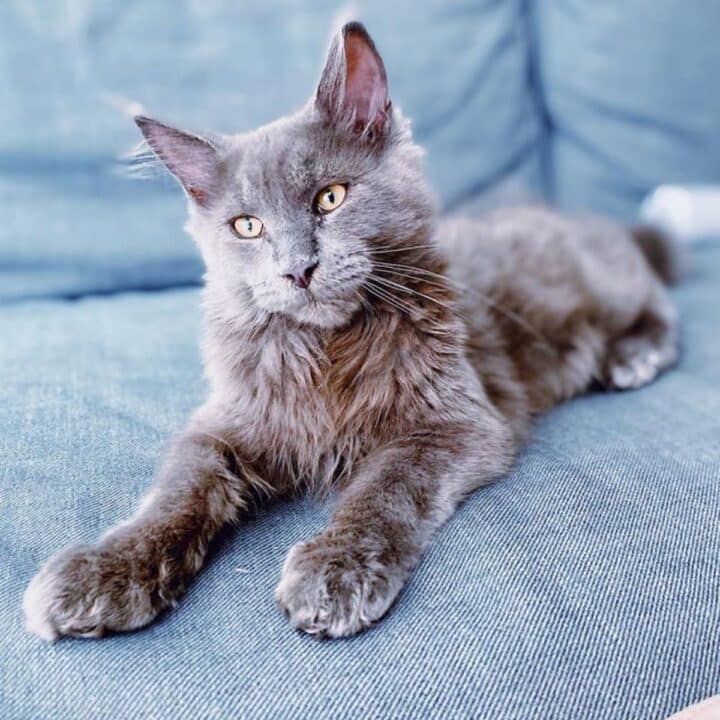 11 Adorable Pictures of Baby Gray Maine Coons - MaineCoon.org