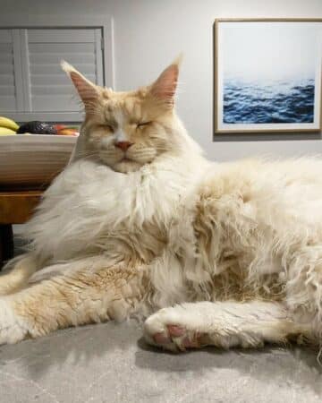 17 Gorgeous Maine Coon Cats with Neck Ruff - MaineCoon.org