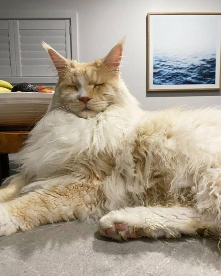 17 Gorgeous Maine Coon Cats with Neck Ruff - MaineCoon.org