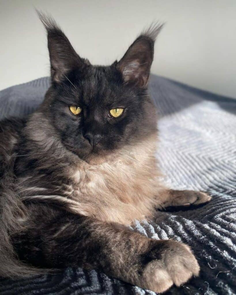 17 Gorgeous Maine Coon Cats With Gold Eyes - MaineCoon.org