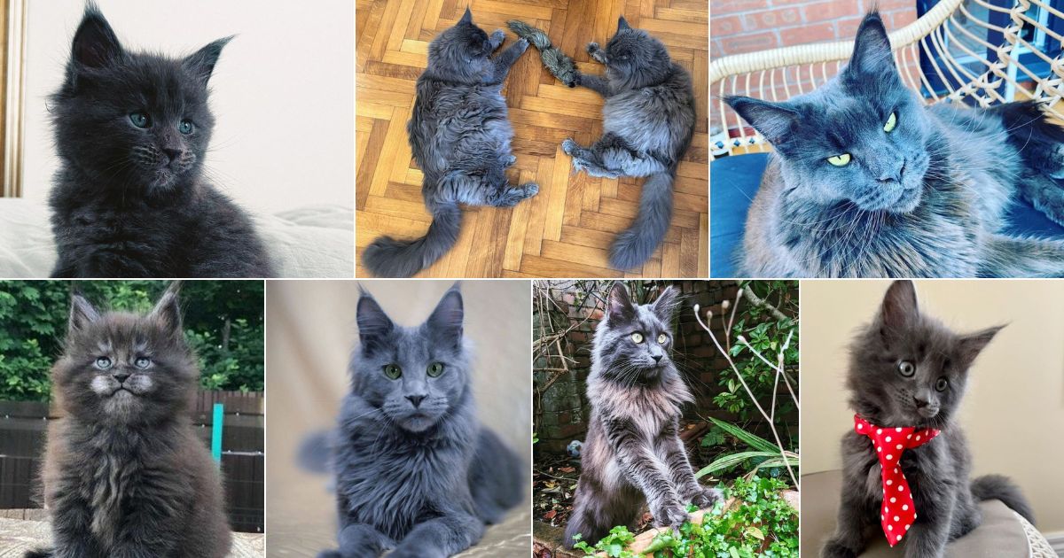 27 Majestic Blue Maine Coons You’ll Love - MaineCoon.org