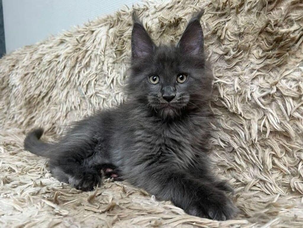 11 Adorable Pictures of Baby Gray Maine Coons - MaineCoon.org