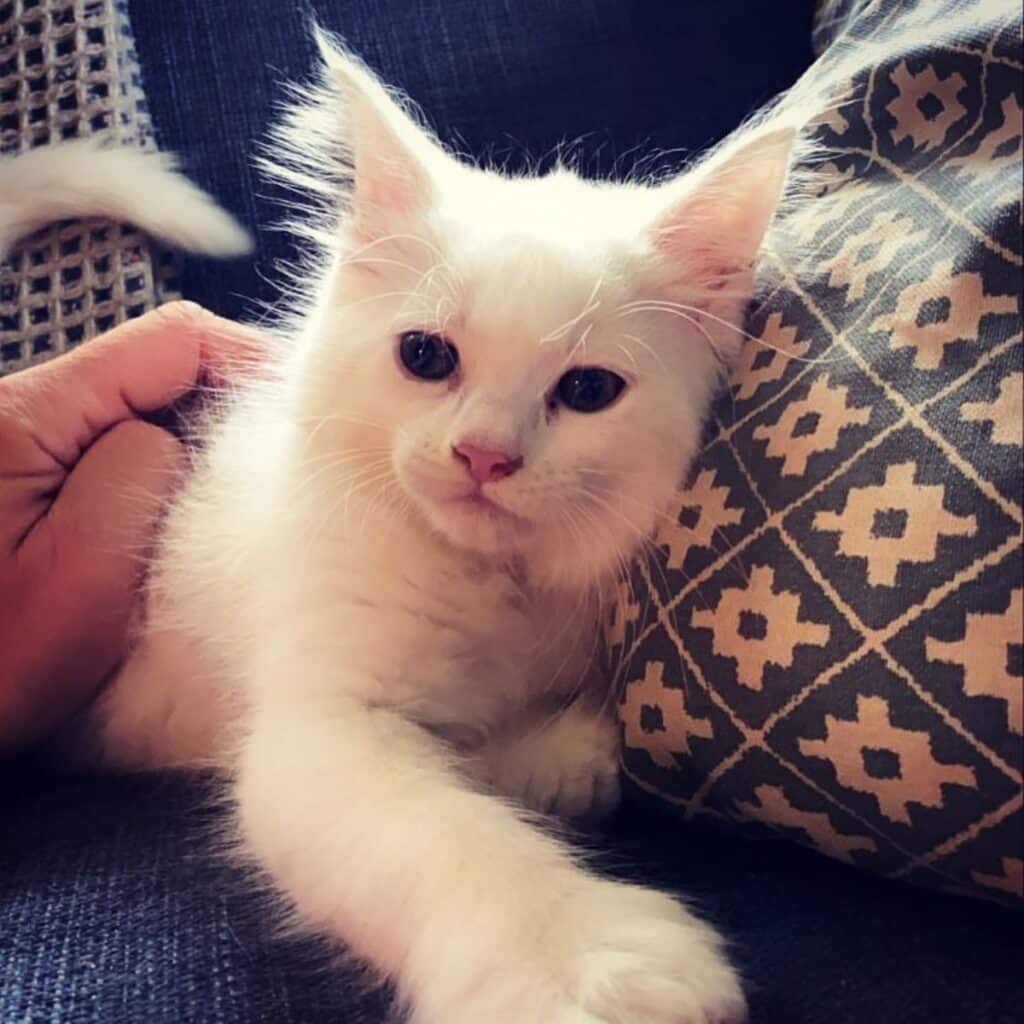 11 Baby White Maine Coons That Deserve an "Awww" - MaineCoon.org