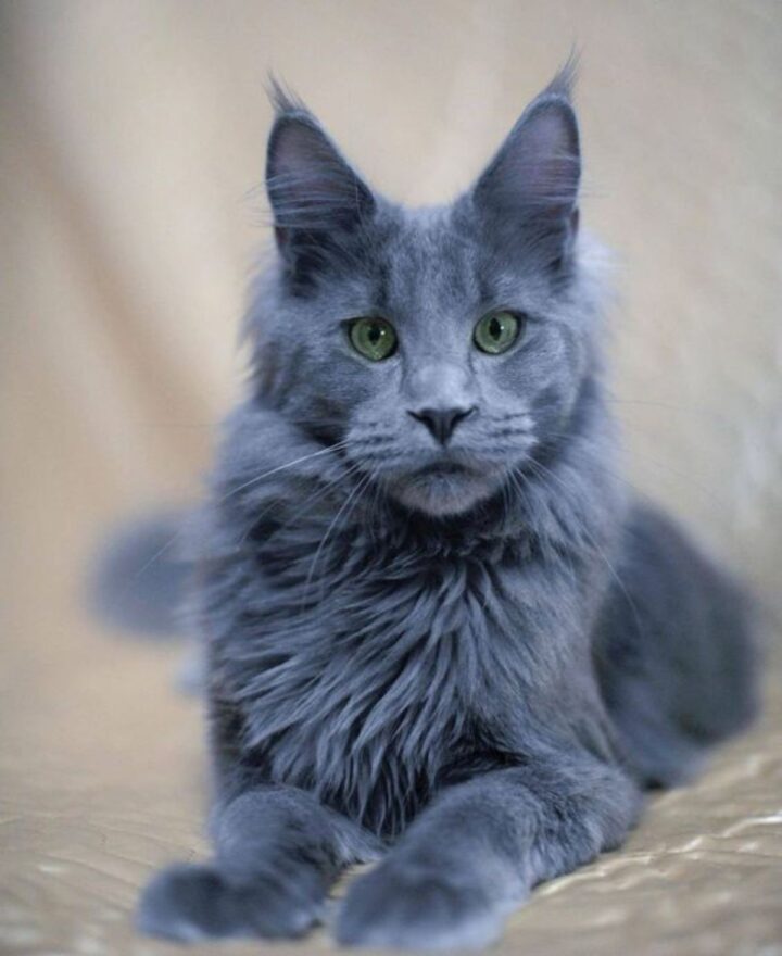 27 Majestic Blue Maine Coons You’ll Love - MaineCoon.org