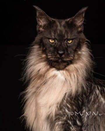 21 Brown Maine Coons That Deserve an "Awww" - MaineCoon.org