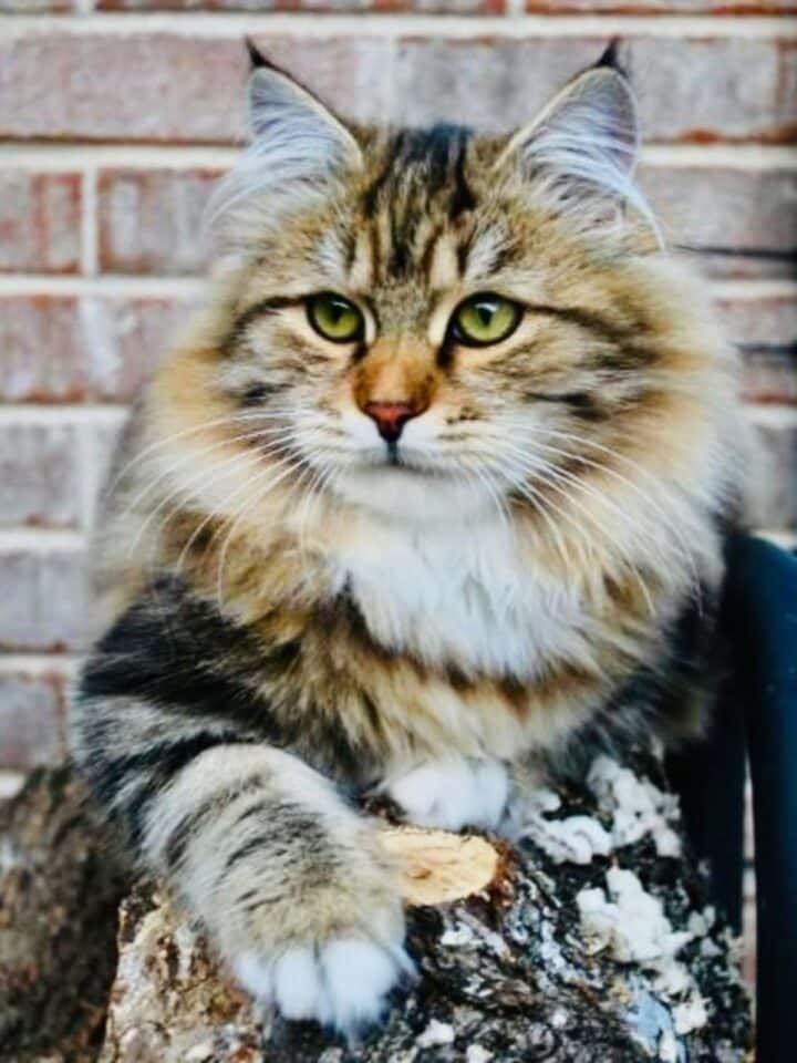 37 Gorgeous Tabby Maine Coon Cats (Classic Patterns) - MaineCoon.org